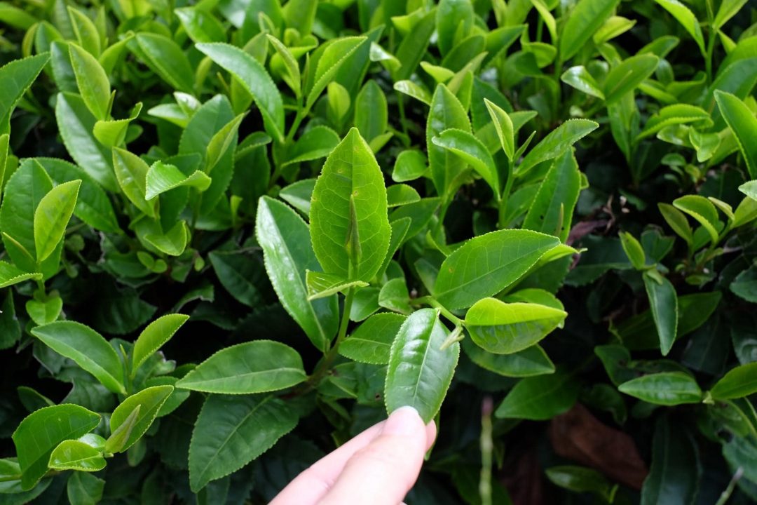 The Insider’s Guide to Matcha Green Tea | PIQUE