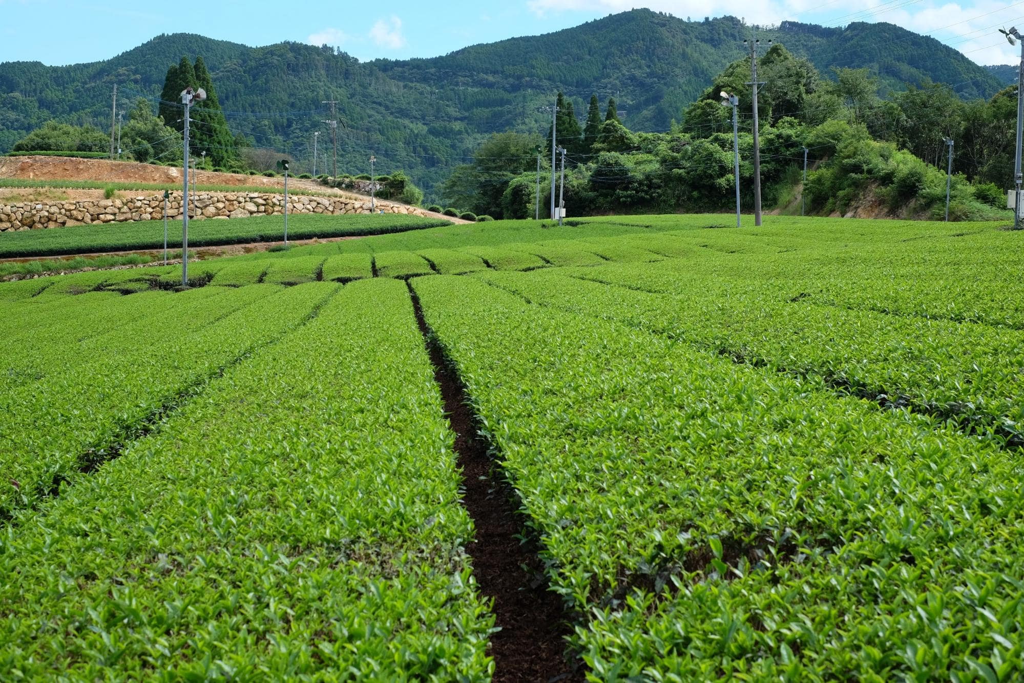 The Insider’s Guide to Matcha Green Tea | PIQUE