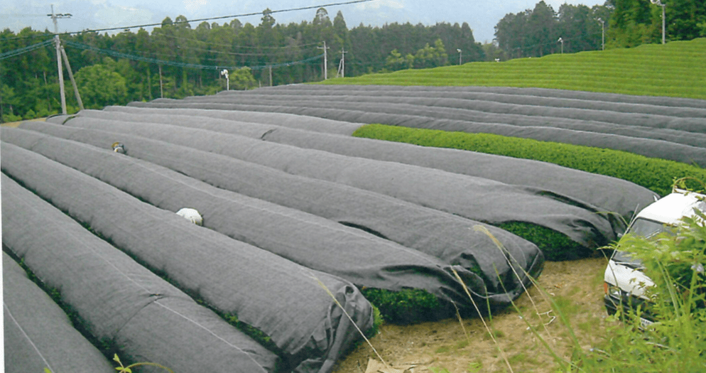 The Insider’s Guide to Matcha Green Tea | PIQUE