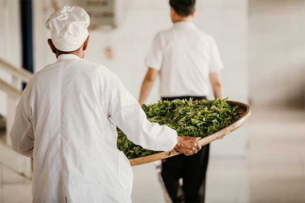 The 7 Best Teas in the World You Should Try | PIQUE