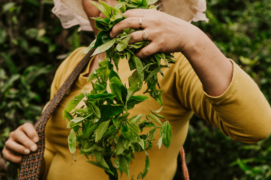 How Tea is Made: A Step-by-Step Breakdown | PIQUE