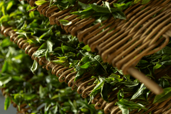 How Tea is Made: A Step-by-Step Breakdown | PIQUE