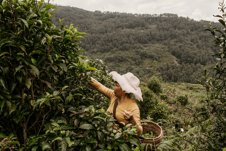 Tannins in Tea: Science, Benefits, and Side Effects | PIQUE